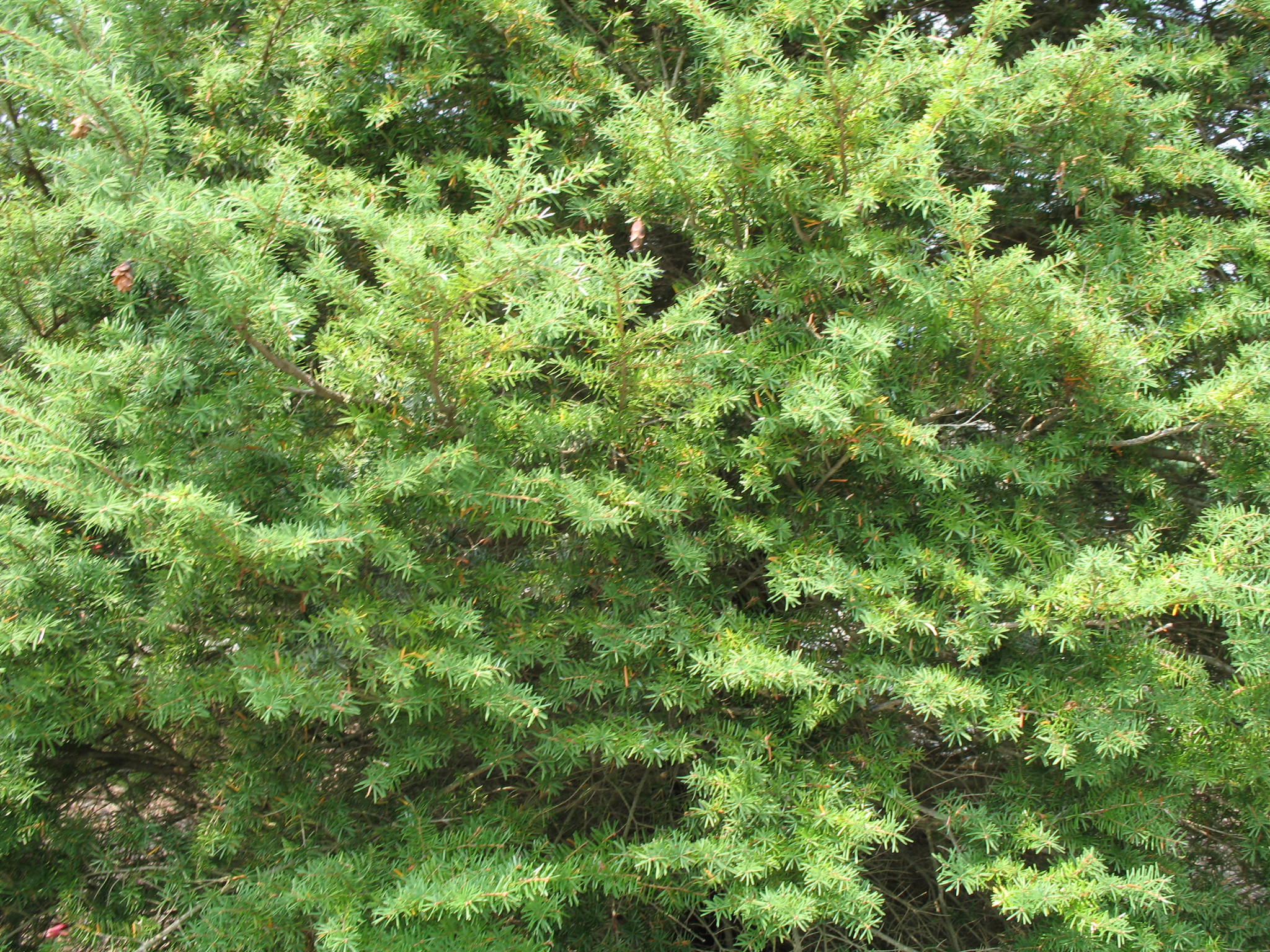 Online Plant Guide - Tsuga caroliniana / Carolina Hemlock